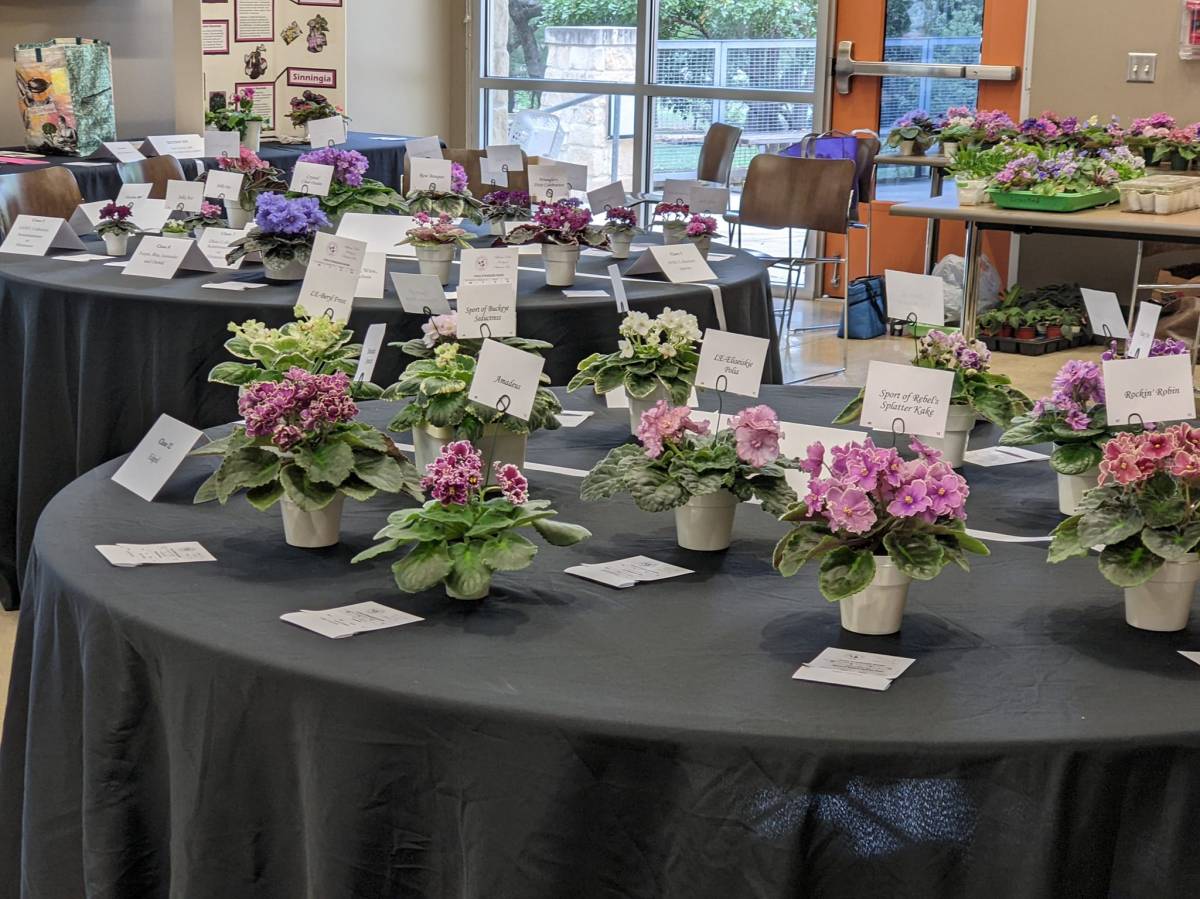 Events – Magic Knight African Violet Society